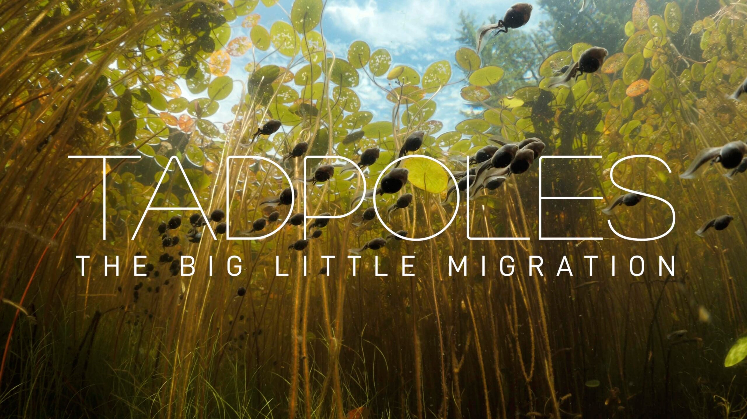 Waterman Maxwel Hohn releases mini nature doc ‘TADPOLES: The Big Littl ...